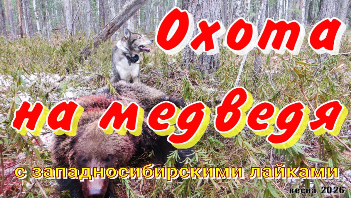 Весна охота на медведя с парой лаек пошёл по злачным местам бегство медведицы медвежонок отстал
