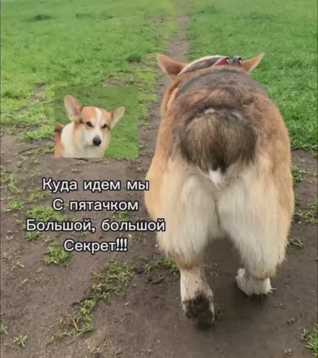 Куда идем мы с пятачком? Большой, большой секрет! #прогулка #dog #dogshorts