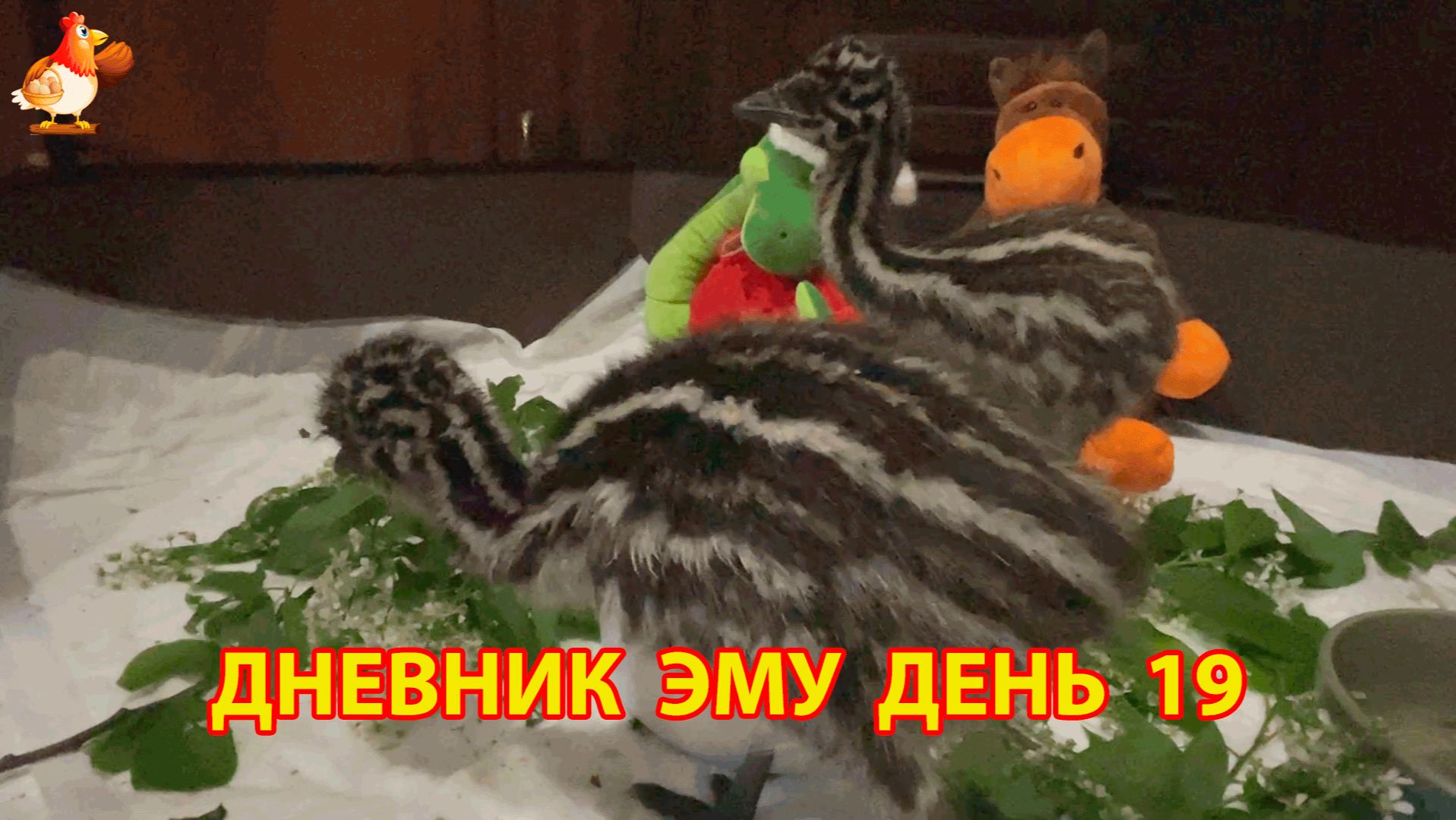 Дневник страусят Эму день 19