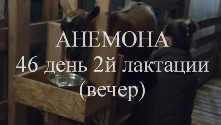 АНЕМОНА кн50 46 день 2й лактации (вечер).mp4