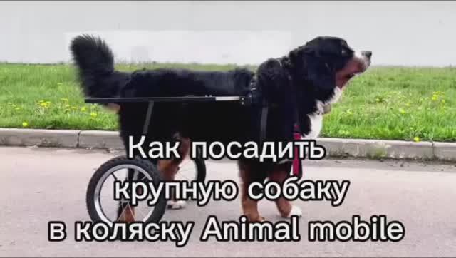Как посадить крупную собаку в коляску