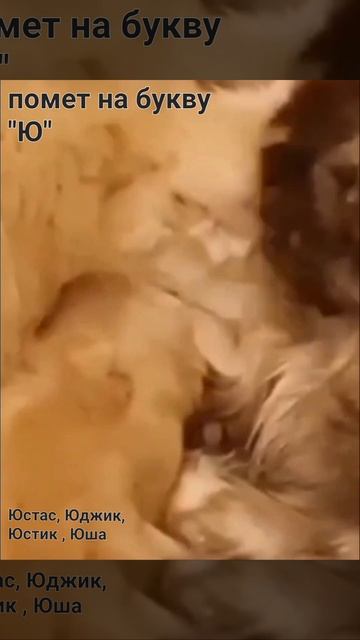 Помет Ю