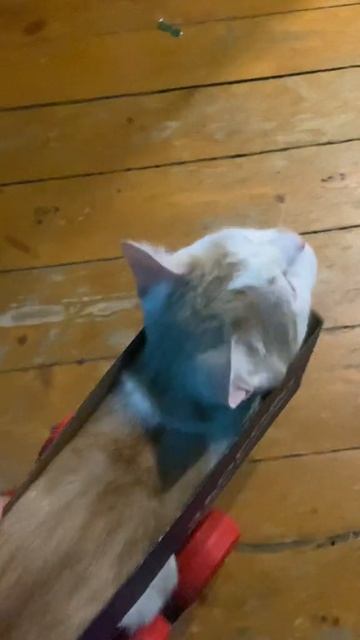 Котоперевозка 🛼 ...👇