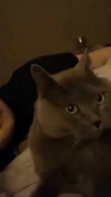 Ты чего, того? 🙀