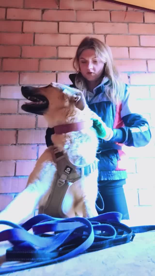 "Умеем! Могём!" ❥ Приют в Малинках