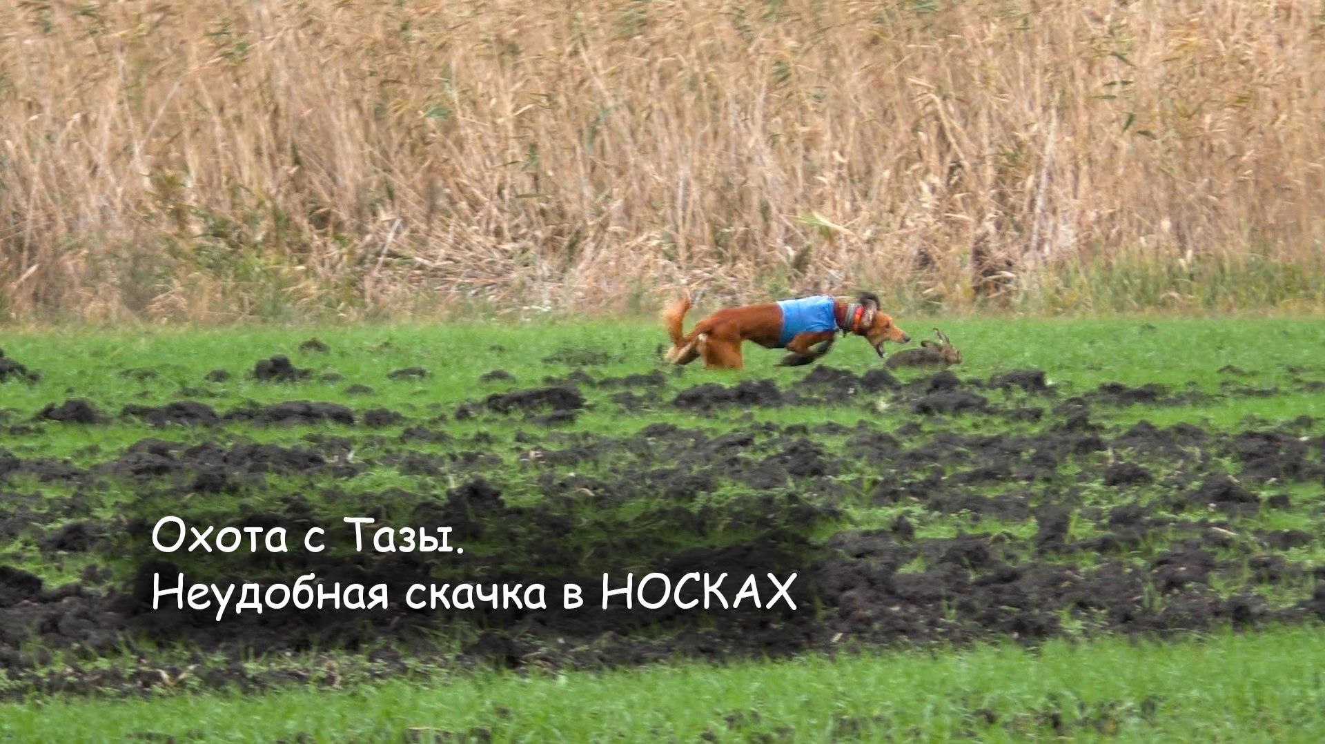 Охота с Тазы. Неудобная скачка в НОСКАХ
