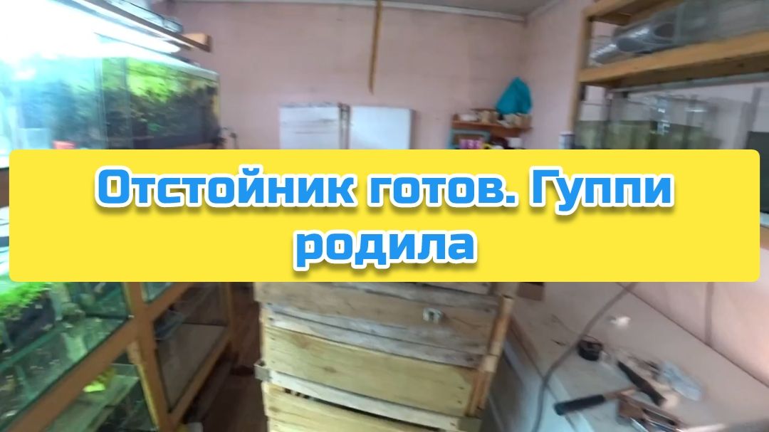 Отстойник готов. Гуппи родила