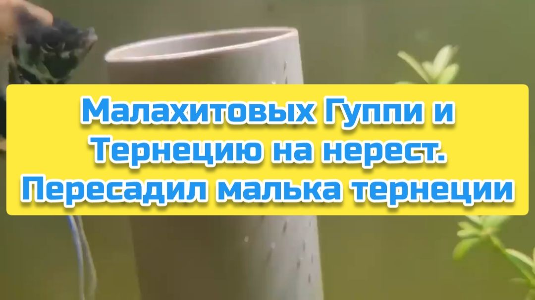 Малахитовых Гуппи и Тернецию на нерест. Пересадил малька тернеции