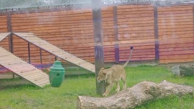 FCGF4015-11.05.2026 Видео от Ивана