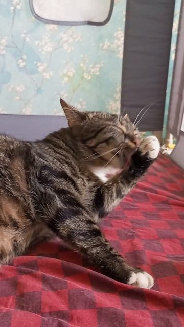 Кот Гладимур, 2года