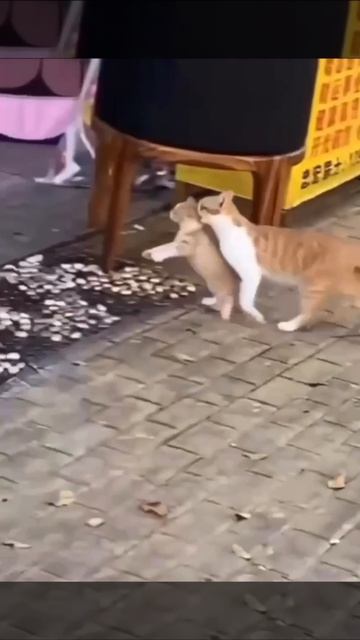 Пора домой, малыш 😼