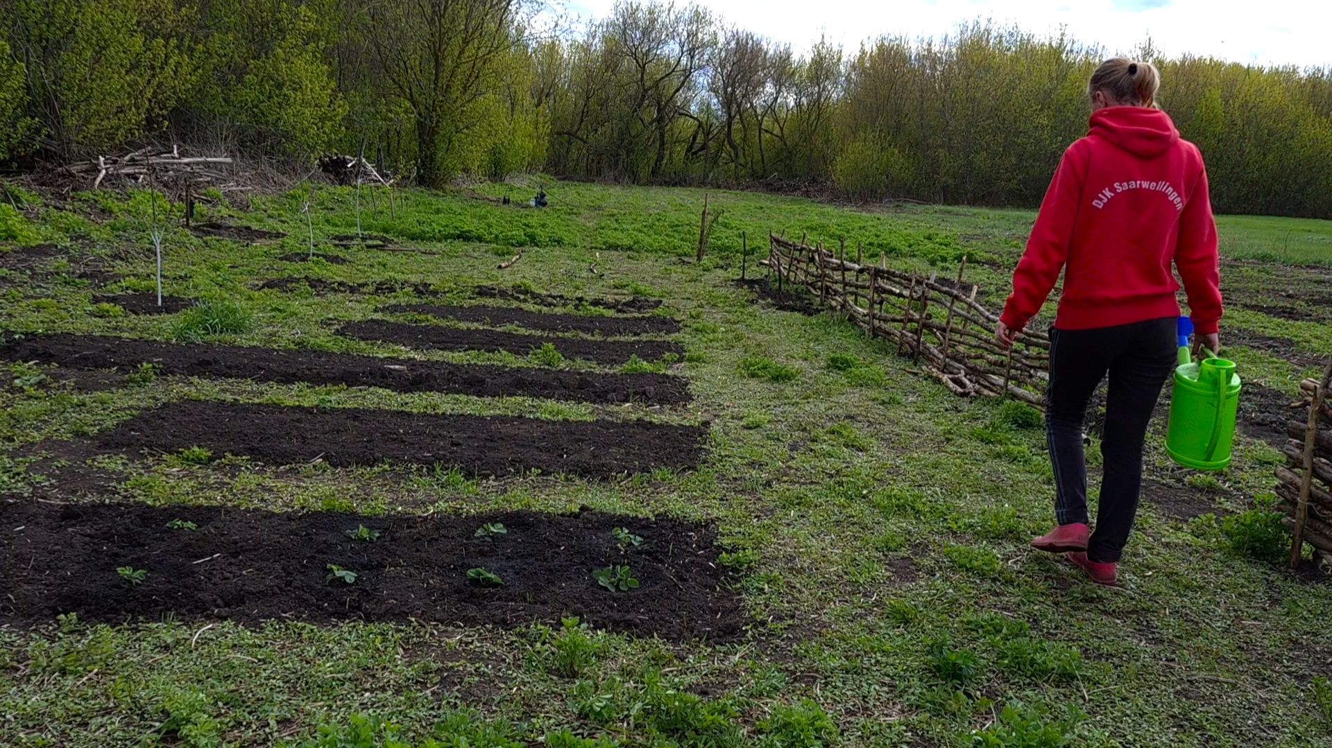 НА ДАЧЕ ВЫКАПАЛИ, В ДЕРЕВНЕ ВКАПАЛИ. СКВОРЦЫ НАМ РАБОТАТЬ ПОМОГАЮТ)