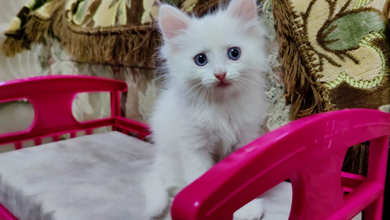 Котёнок Мики не нападает на маму-кошку.  Котёнок играет с кошкой-матерью.