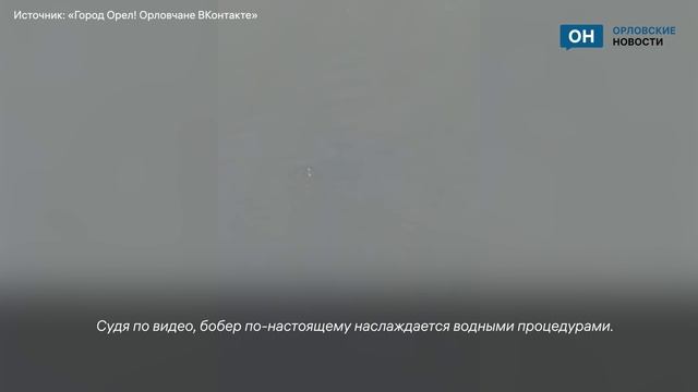 Орловцы запечатлели бобра за водными процедурами