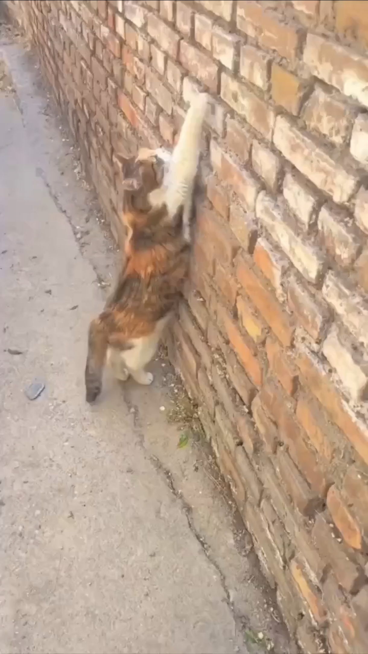 Спец-коты на задании 😼 ...👇