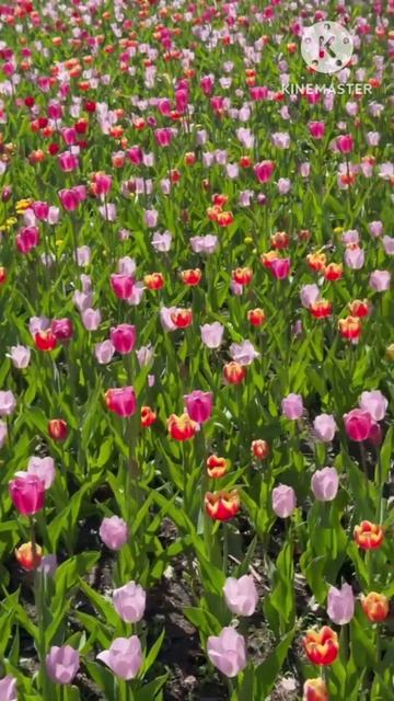 12-05-2026Весна в Белгороде☀️тюльпановое🌷безумство на наших улицах подходит к концу🌷