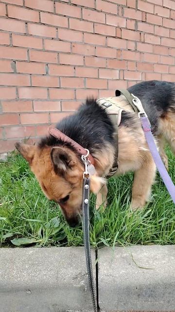 "Берта с Бусей стригут траву" ❥ Приют в Малинках