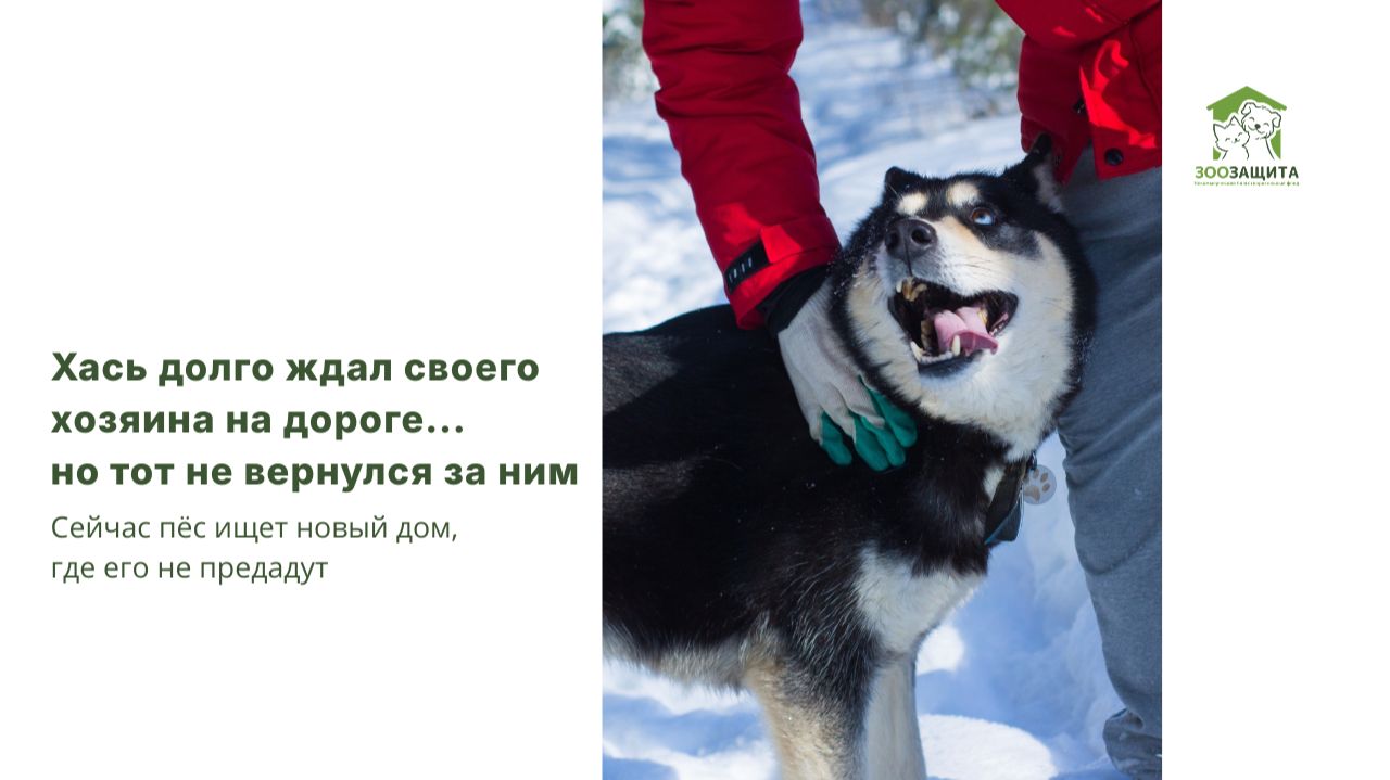 Хась ищет дом!