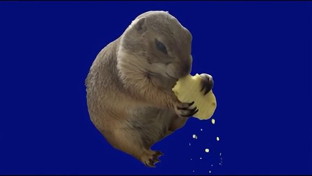 Голодный зверёк_encoded