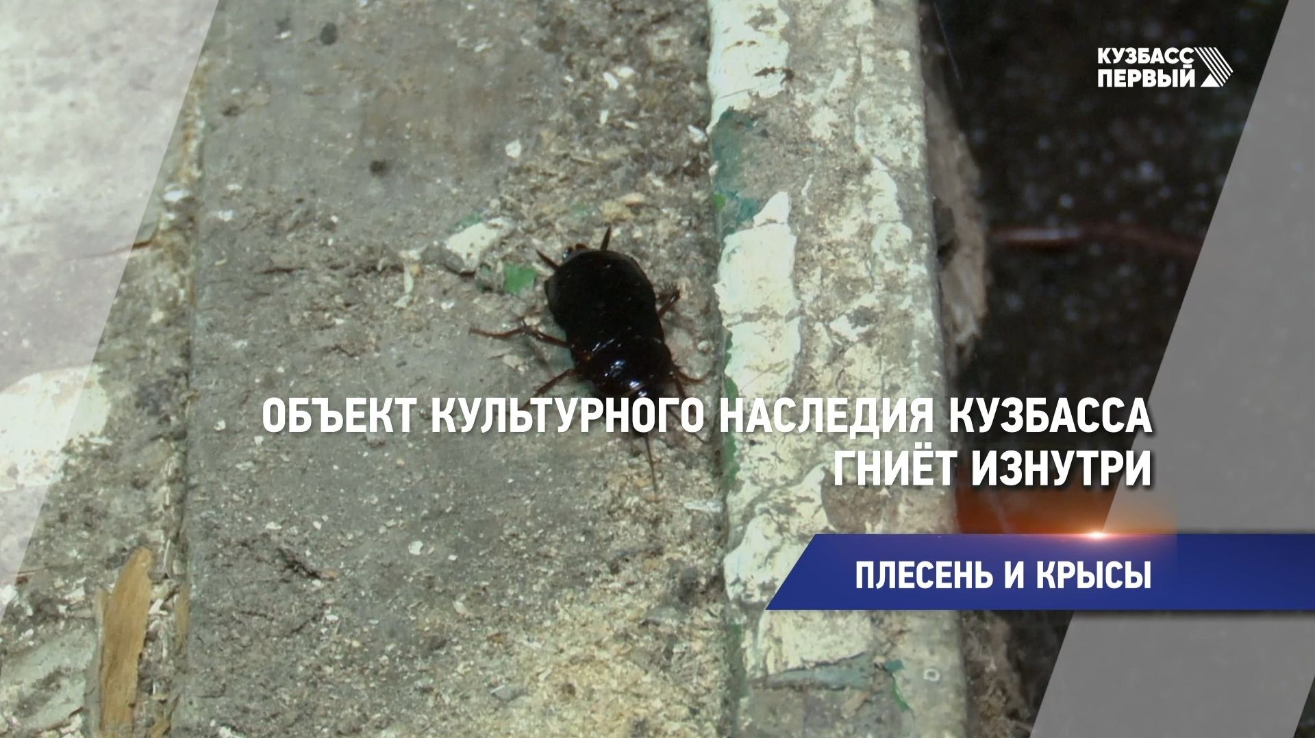 Плесень и крысы