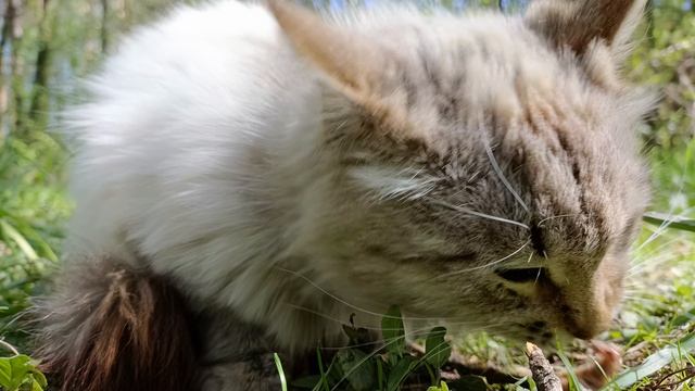 Серая кошка в летнем лесу грызет куриную косточку. Часть 1. Пение птиц и тёплый день 🐱🌿
