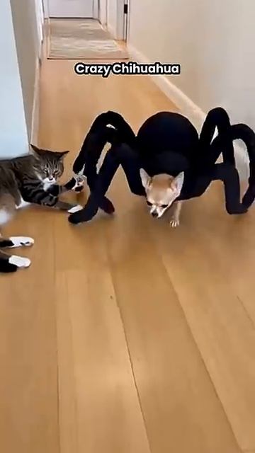 Юмор!