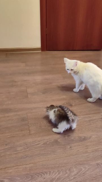Нельзя обижать малышей. КОТЯТА