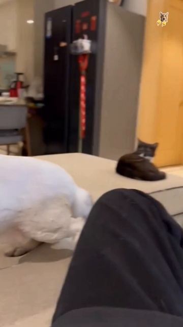 Самые крутые кошачьи прически!😻Веселые котики. Коты хулиганы! Невероятные трюки! #кот #смех #short