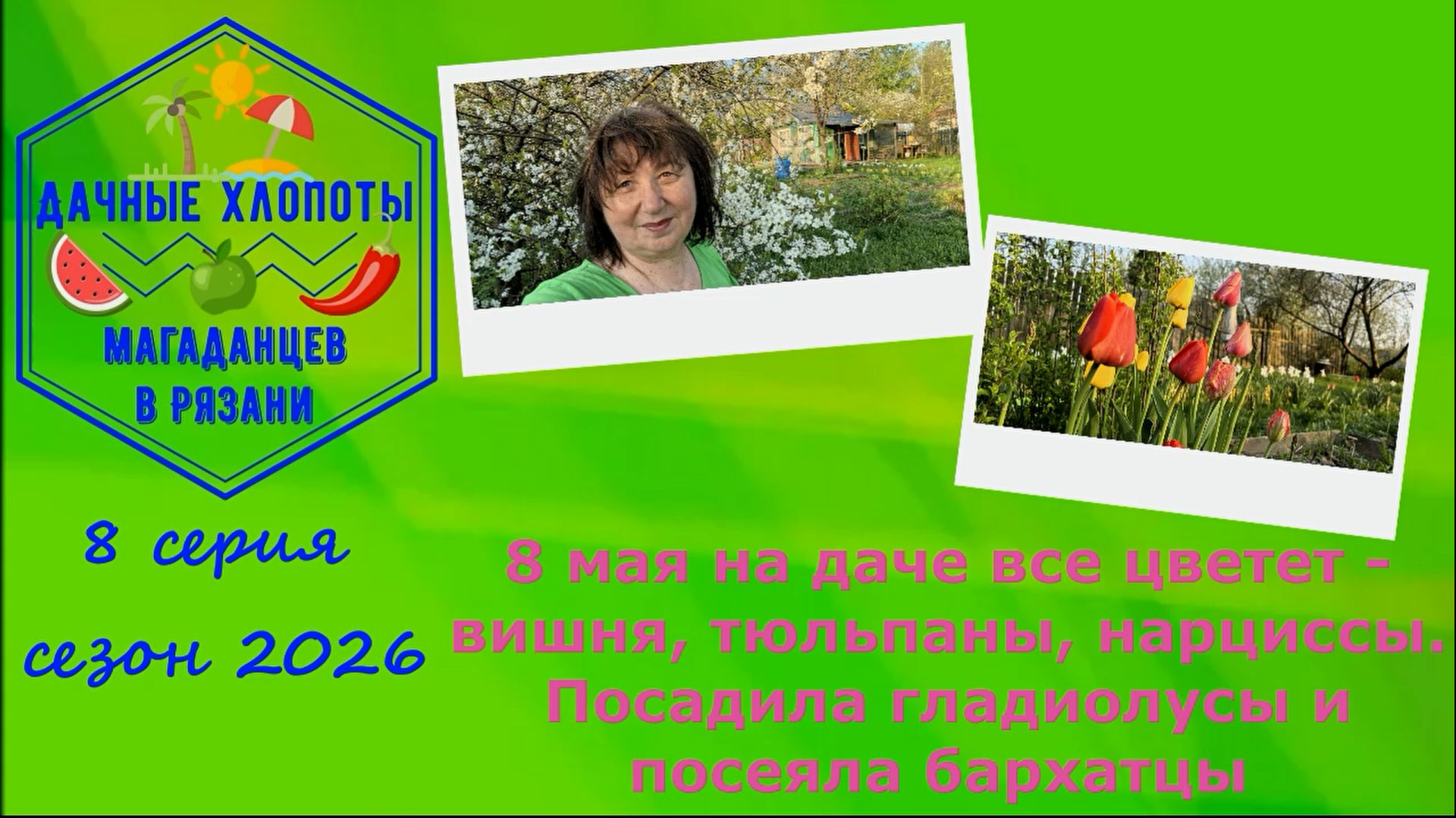 8 мая на даче все цветет - вишня, тюльпаны, нарциссы. Посадила гладиолусы и бархатцы