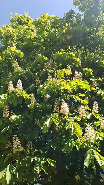 Каштан дерево 🌳🐝 работают. 12 мая 26 года.