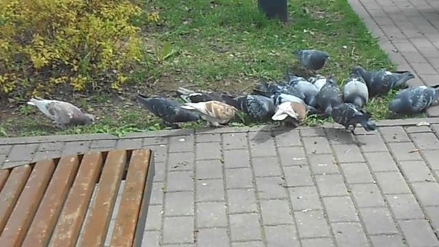 Стайка голубей что-то нашла. DSCN7735