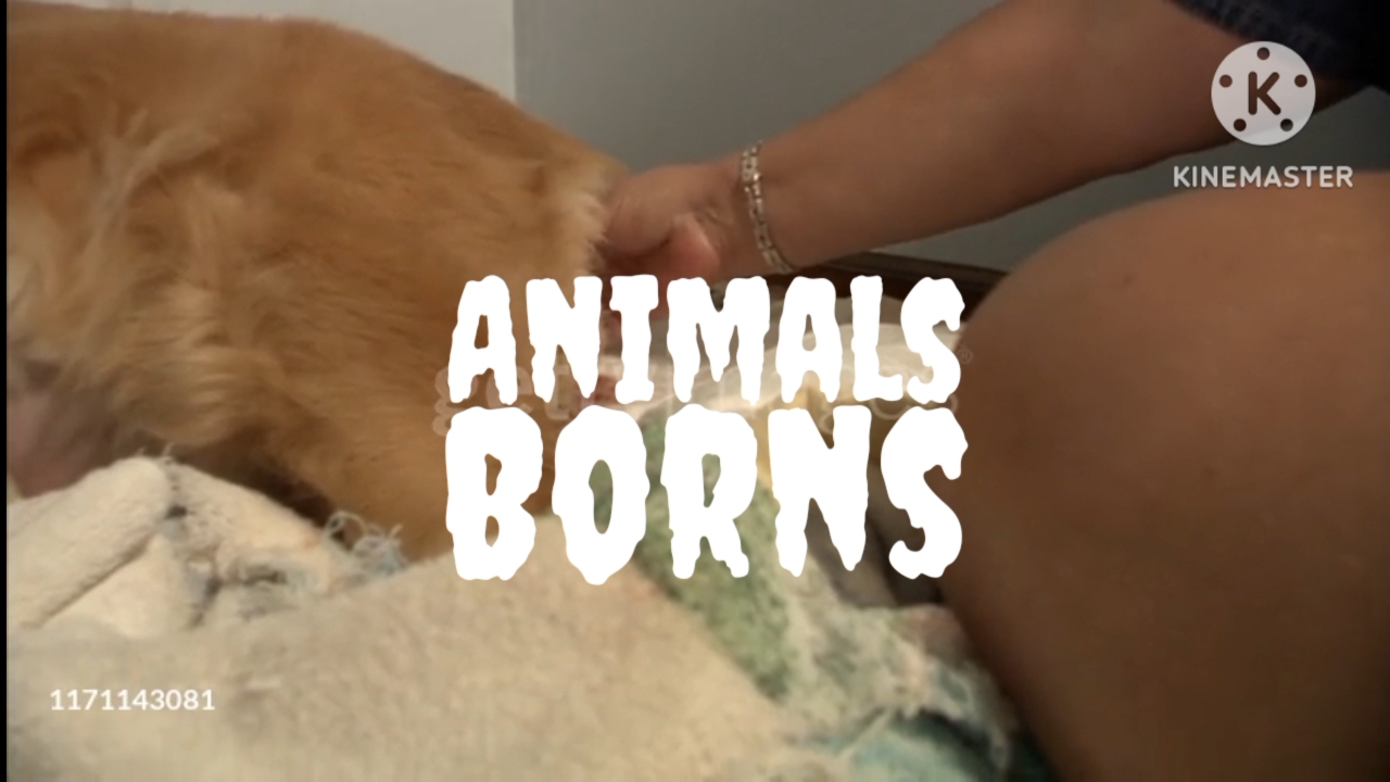 Animals One be Happen Born?!