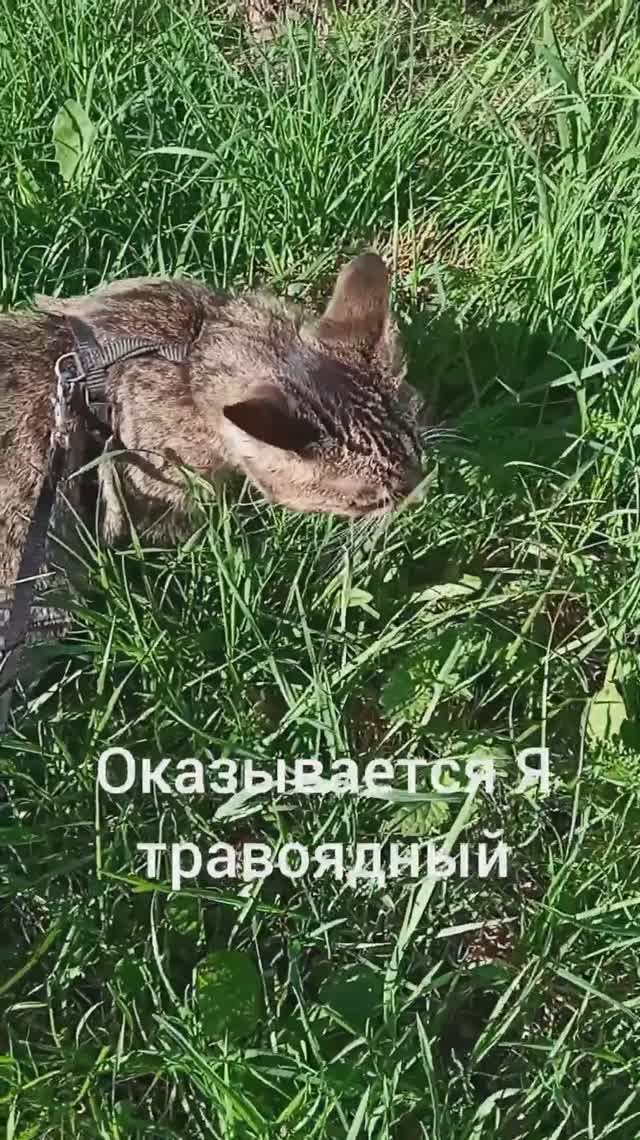 Травоядный кот - любитель погулять и травку поживать