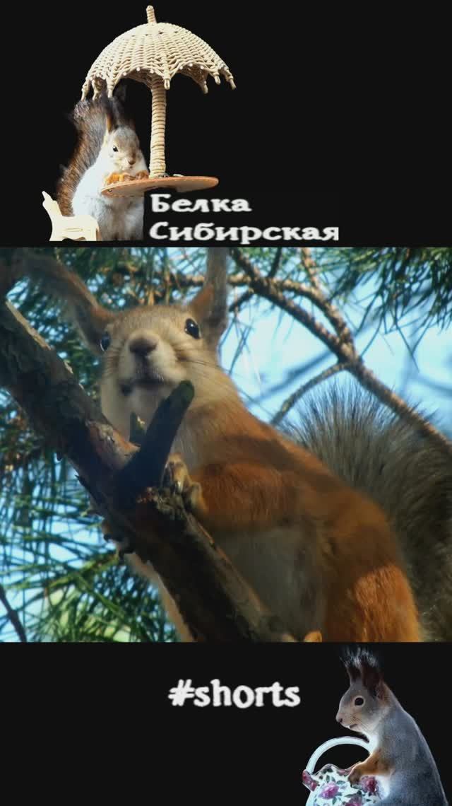 Рыжая белка затаилась