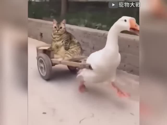 Смешные видео про животных