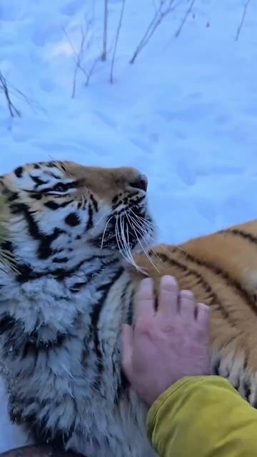 Тигры тоже котята только большие