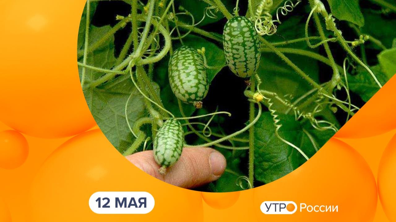Утро России. Калуга (12.05.2026)