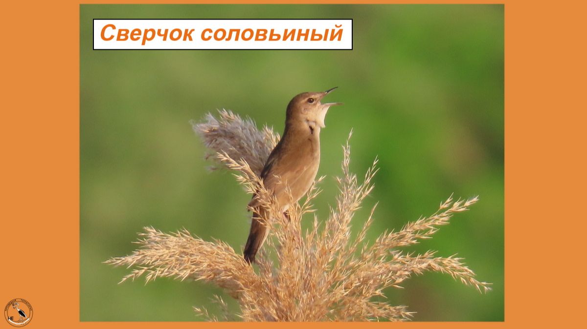 Соловьиный сверчок поёт. Это птица такая
