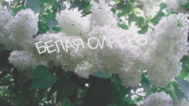 БЕЛАЯ СИРЕНЬ - Жанна Вишнякова Арс