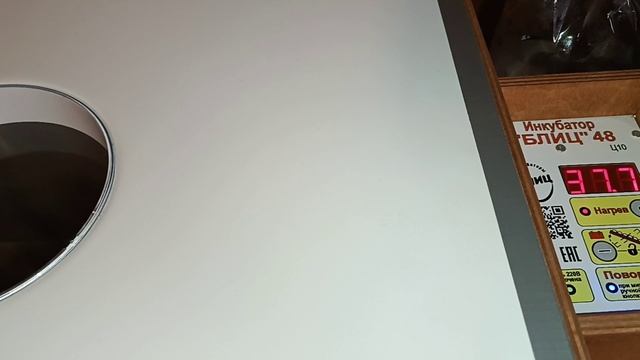 Инкубатор в Межстоличьи /21 апреля 2026/ Часть 1