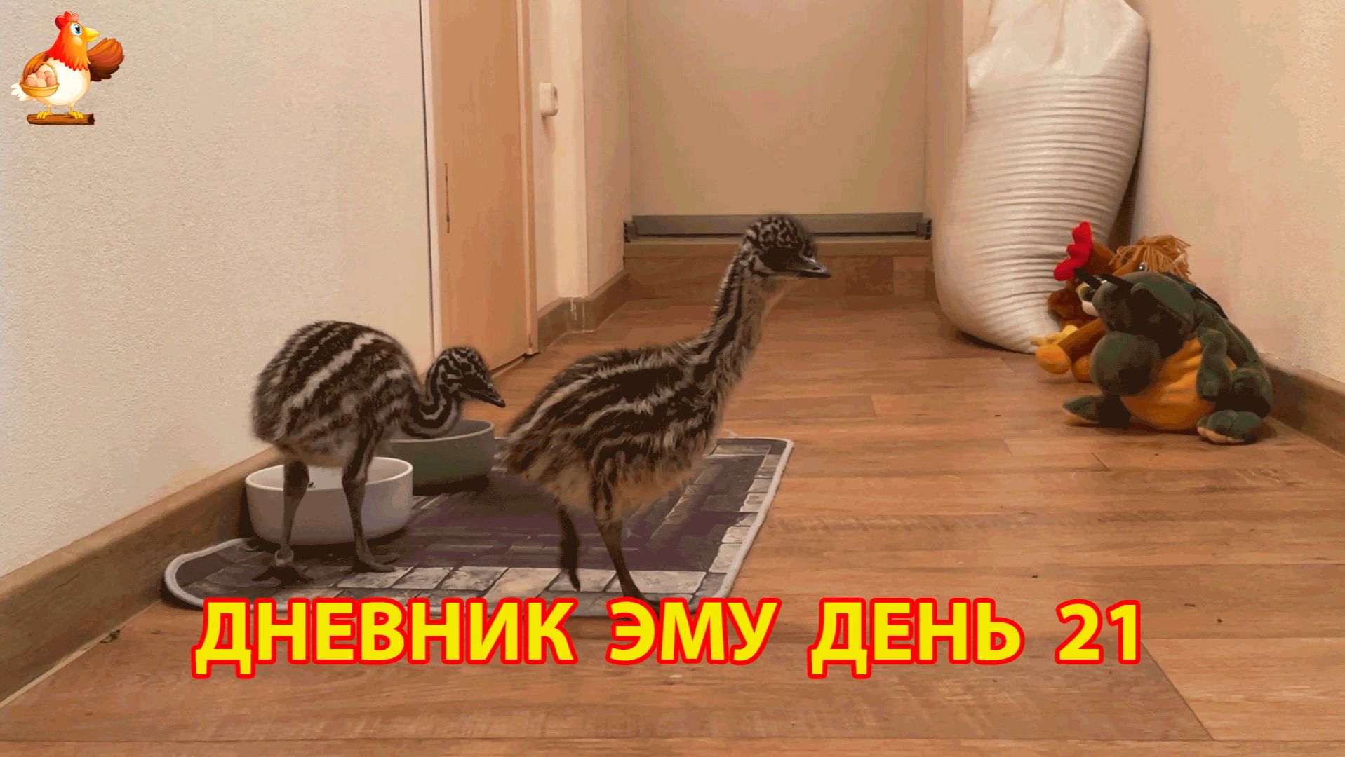 Дневник страусят Эму день 21