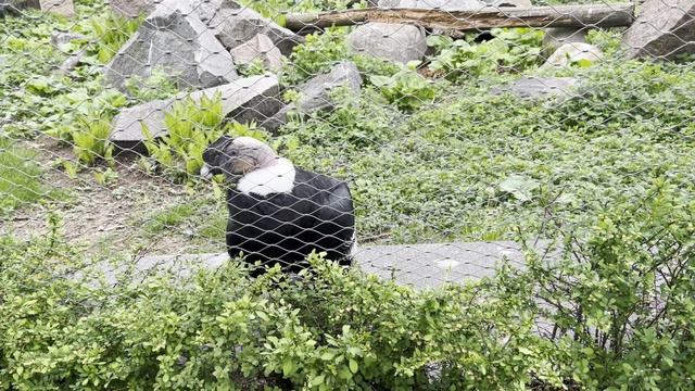 Андский кондор пробует на зуб стальную сетку.