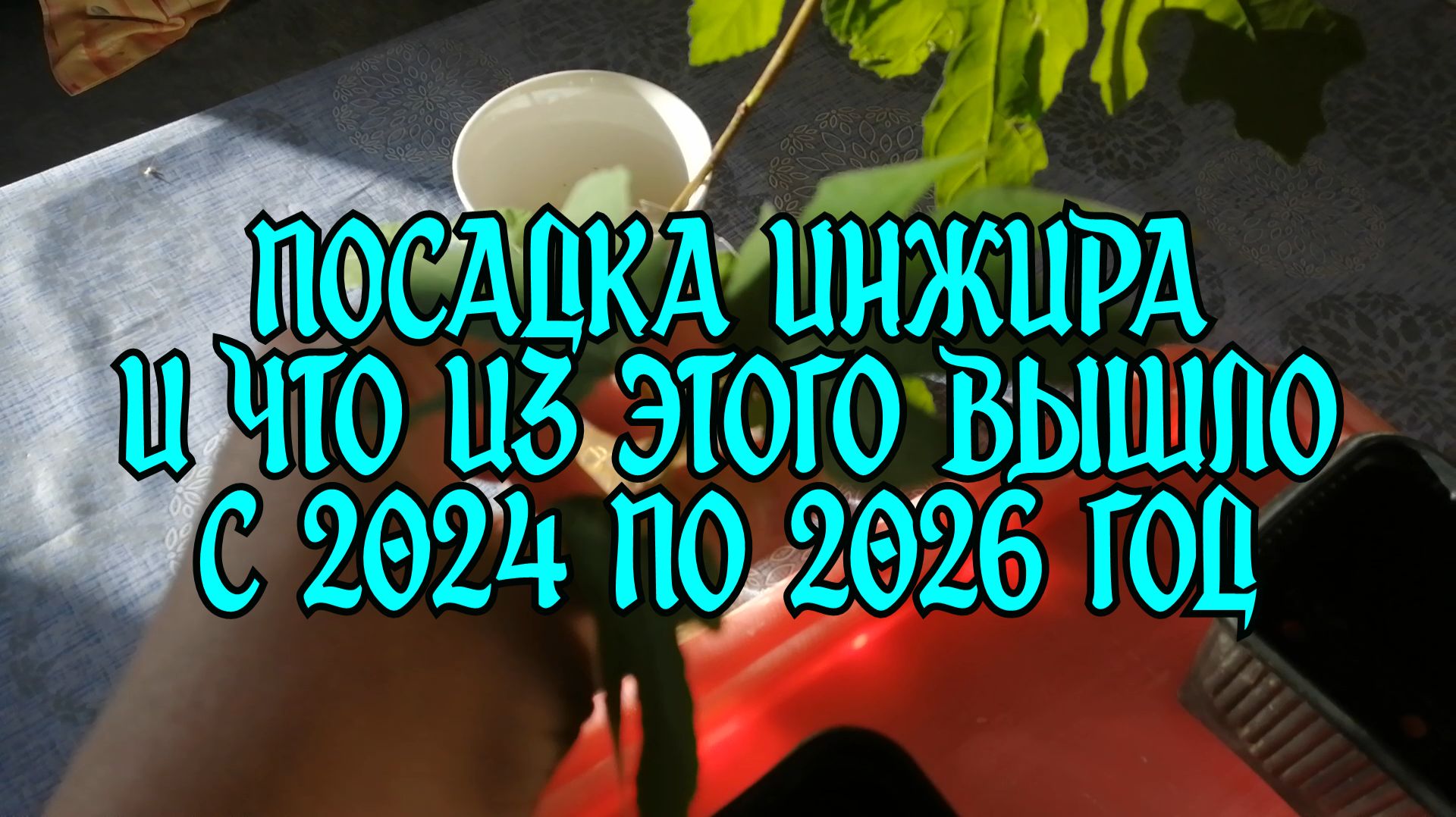 Инжир. Как сажала и как растет с 08.12.2024 по 12.05.2026