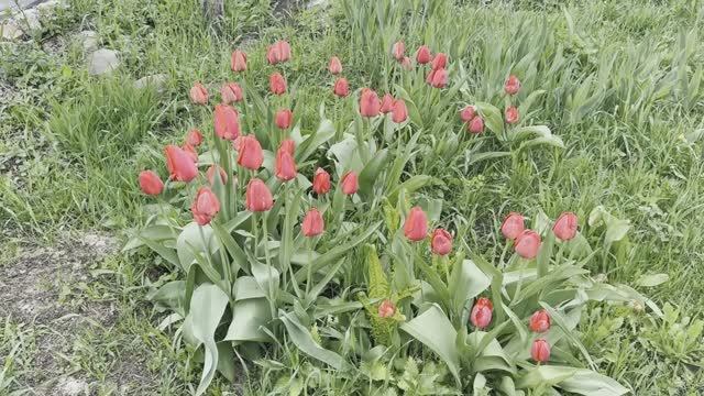 ПОСАДИЛИ КАРТОШКУ И ОТДЫХАЕМ)