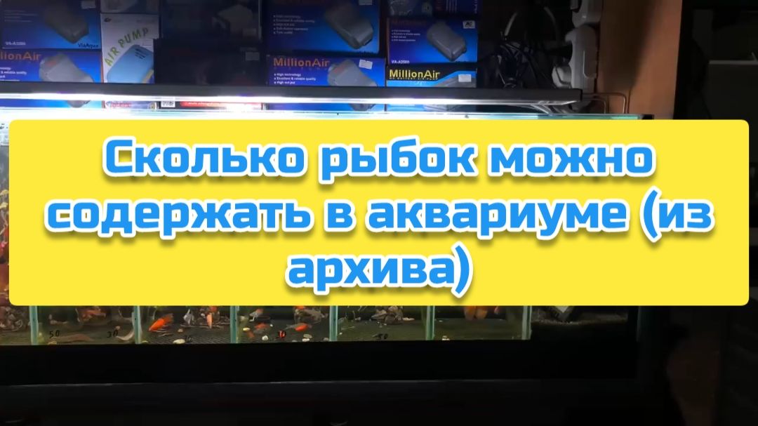 Сколько рыбок можно содержать в аквариуме (из архива)