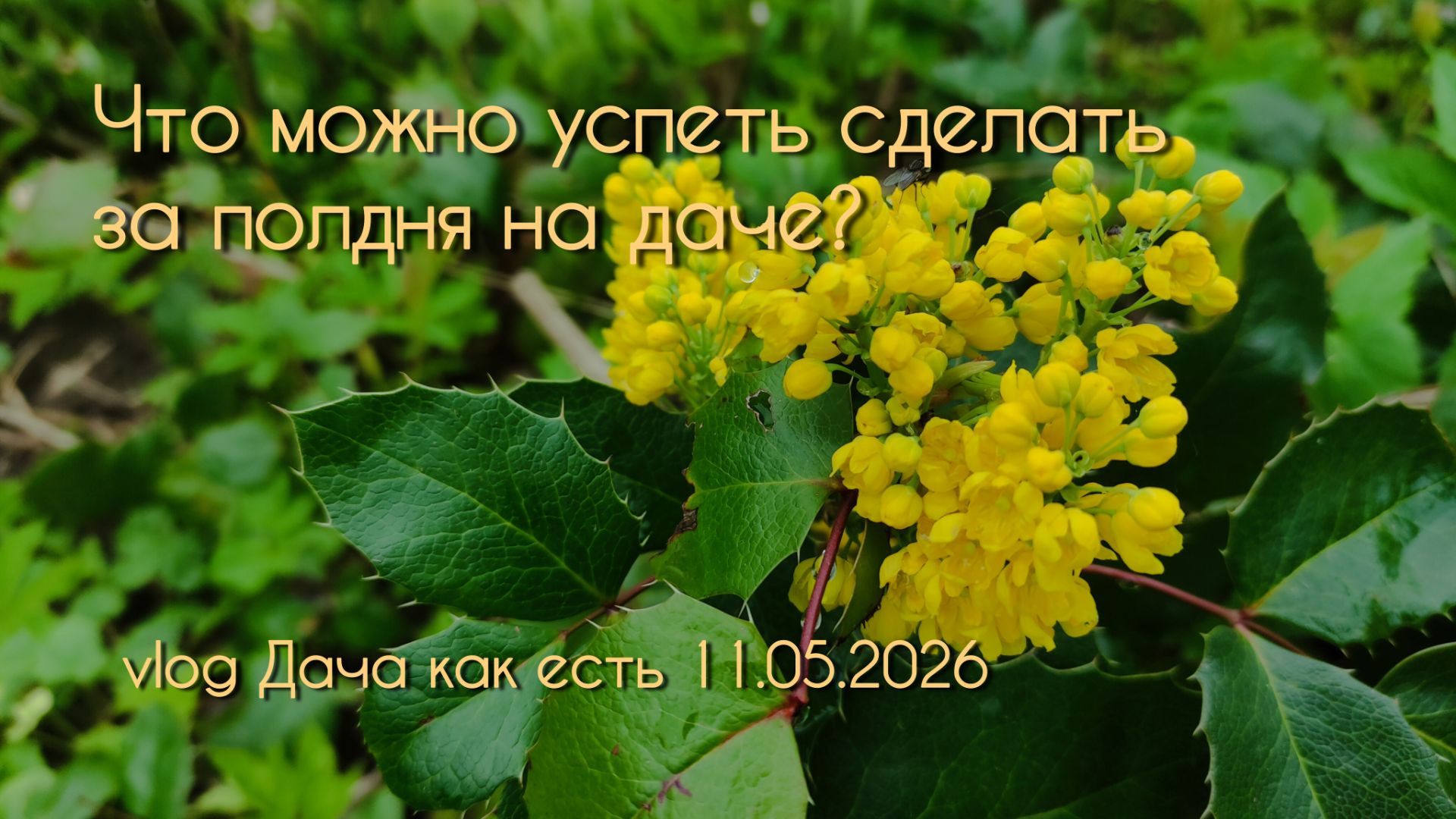 Простые дачные дела: рассада, посадки, что растет и цветет / vlog Дача как есть 11.05.2026