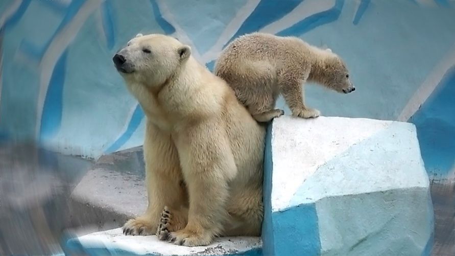 Мама - это лучшая подруга, котую можно покусать, с ней можно подраться и даже посидеть на спине.