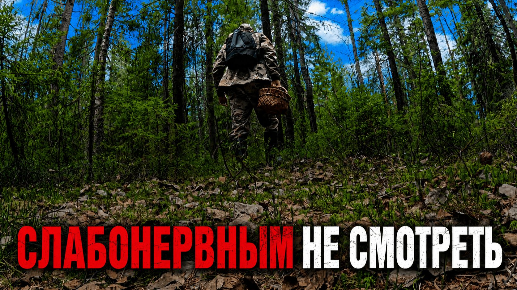 Грибник один в глухом ельнике нашел грибной рай. Карелия, май грибы 2026