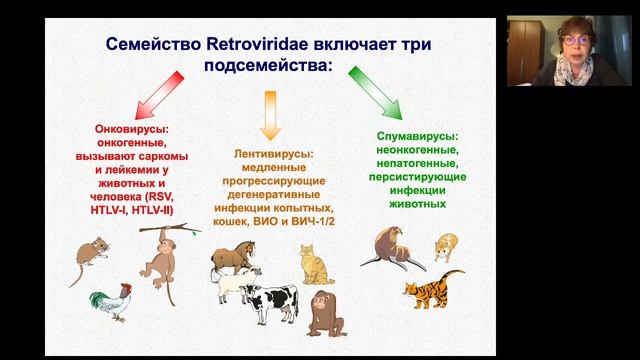 1. Жизненный цикл ВИЧ