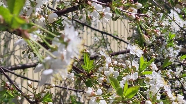 Коты и цветы в мае. May, cats and flowers